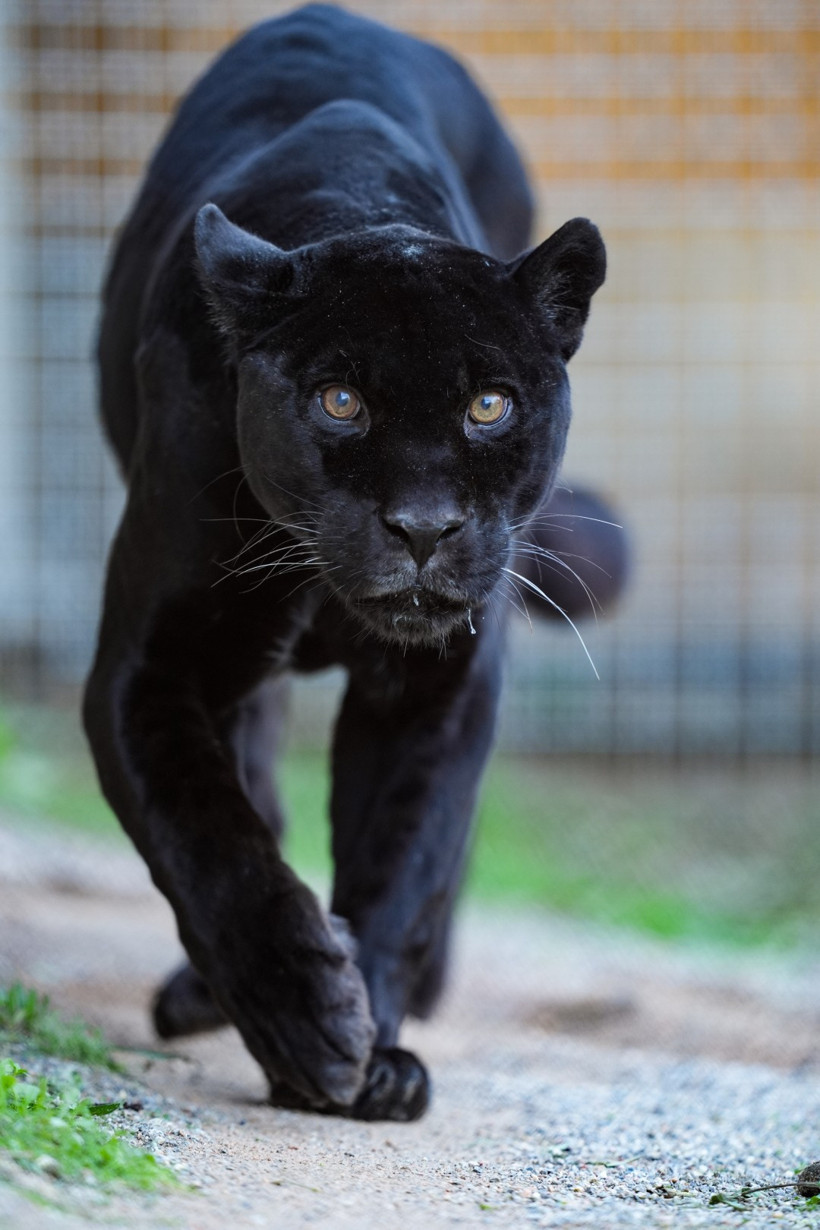 Juliet 18 yaşında yaşama veda etti